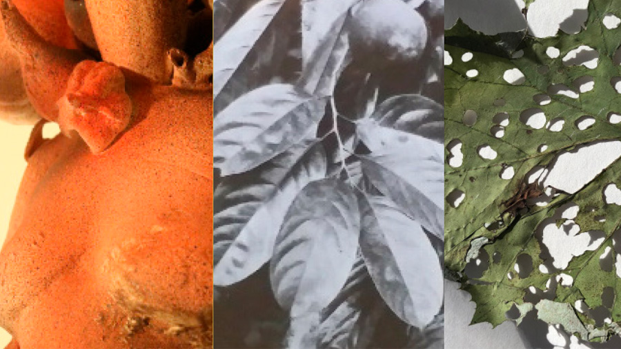 Group Show: Radical Botany | Cornell AAP