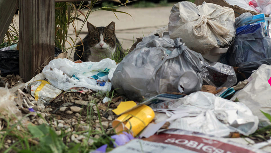 Ideas We Should Steal: 10 Ways to Fix Our Garbage Mess | Cornell AAP